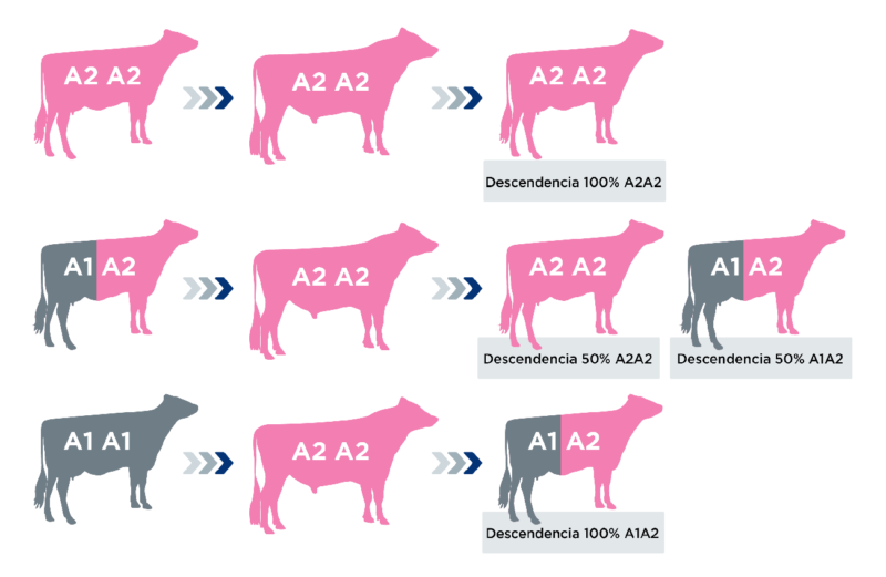 Genética Ganadera - Gencorpe